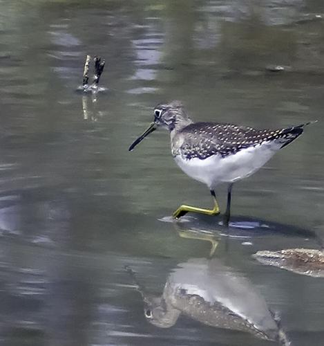 Long-distance flyer lands in Taos | Environment | taosnews.com