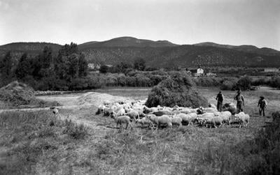 Early sheepherding in Taos | Tradiciones / Raices | taosnews.com