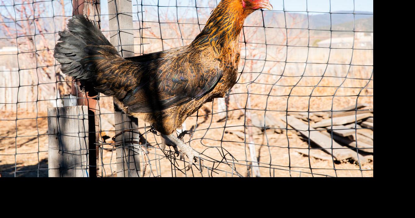 Producers split over avian flu concerns | Health | taosnews.com