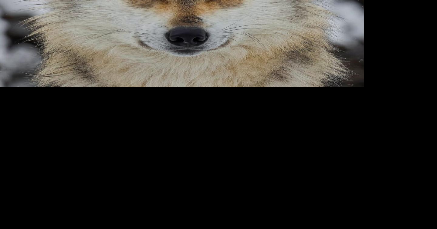 What Colorado gray wolf migration could mean for NM | Animals in the ...