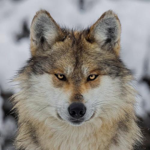 What Colorado gray wolf migration could mean for NM | Animals in the ...