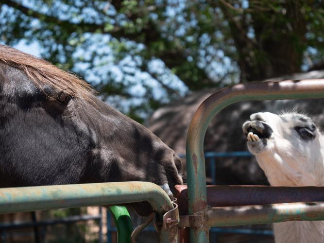 Open barn at Equine Spirit Sanctuary | Sports | taosnews.com