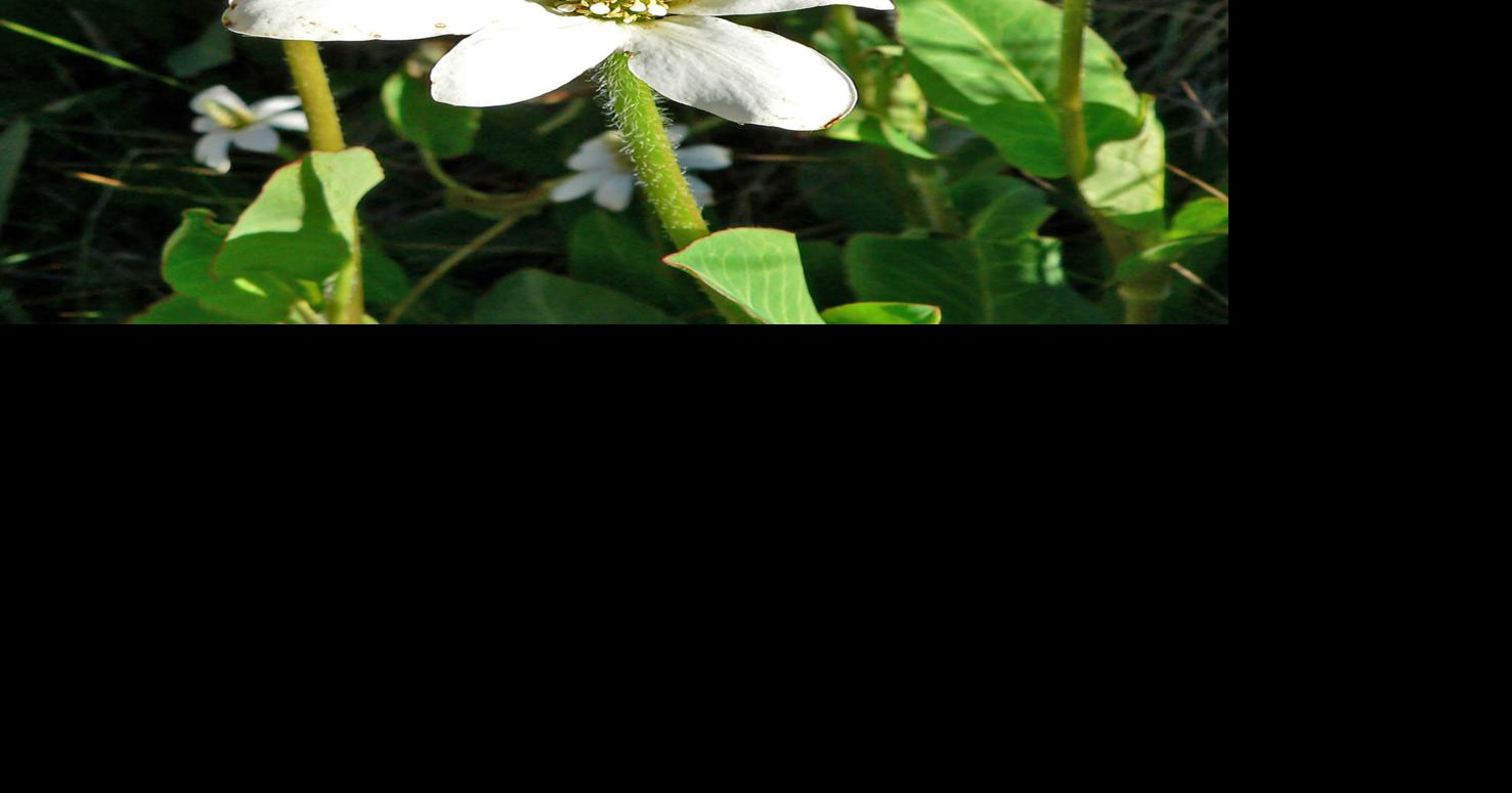 Yerba del manzo | Health and Fitness | taosnews.com