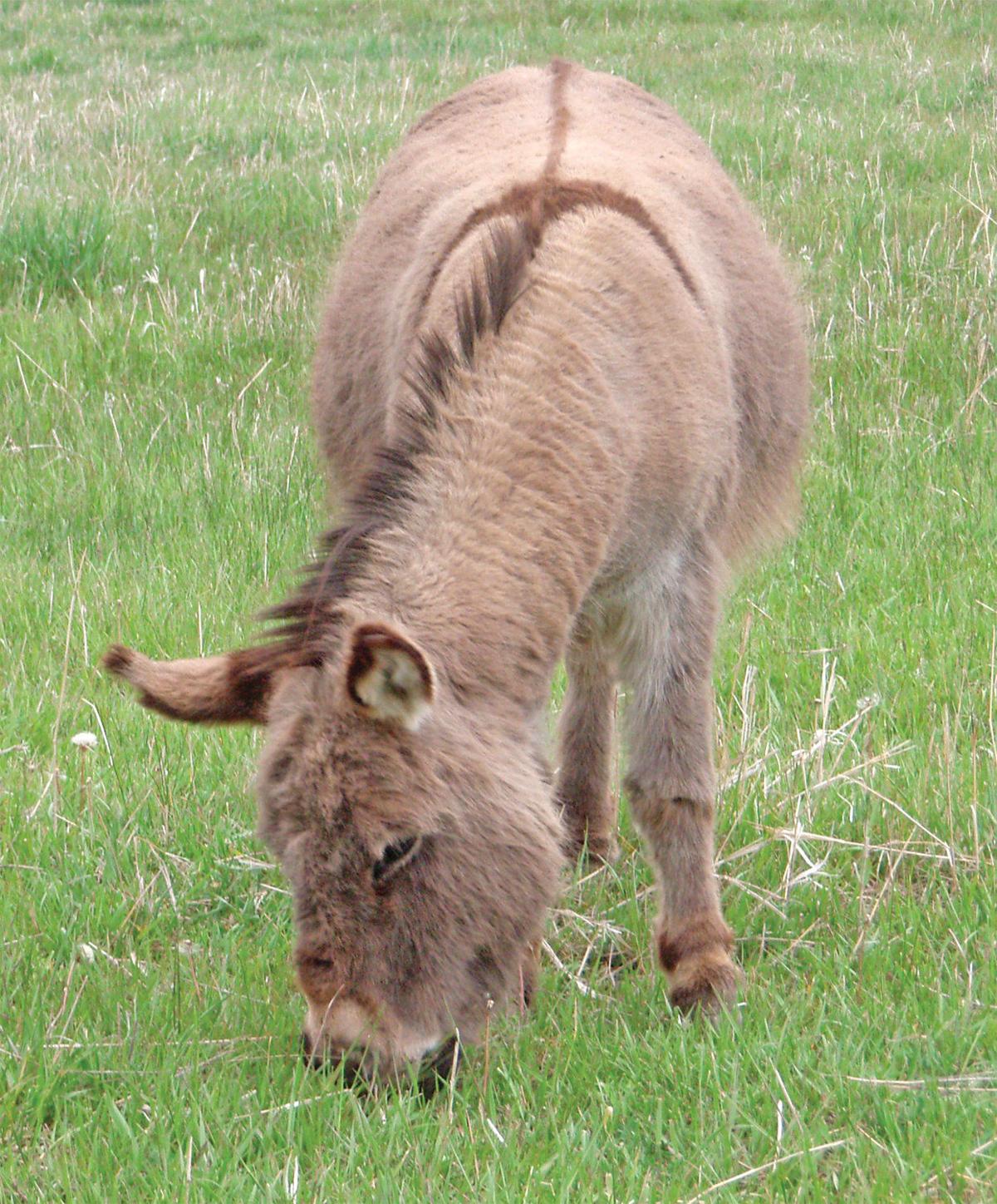 Reading to donkeys fun for children | News | taosnews.com