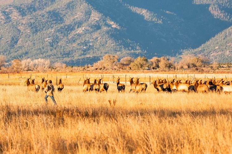 100-strong elk herd gathers beneath Pueblo Peak | Photo Galleries ...