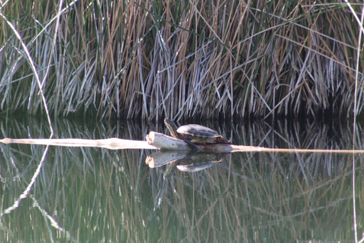 Conservation group sues feds to protect Rio Grande turtle | Environment ...