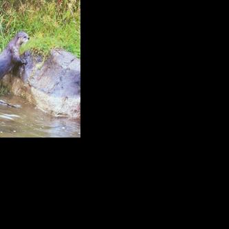 Welcome back, otter | News | taosnews.com