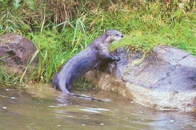 Welcome back, otter | News | taosnews.com