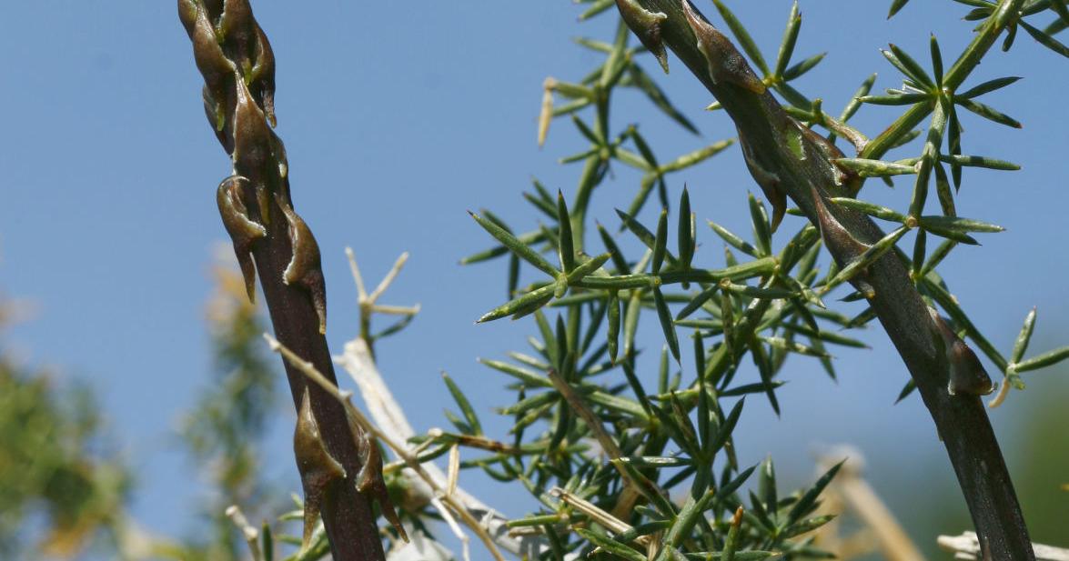 Hunting for wild asparagus | Home & Garden | taosnews.com