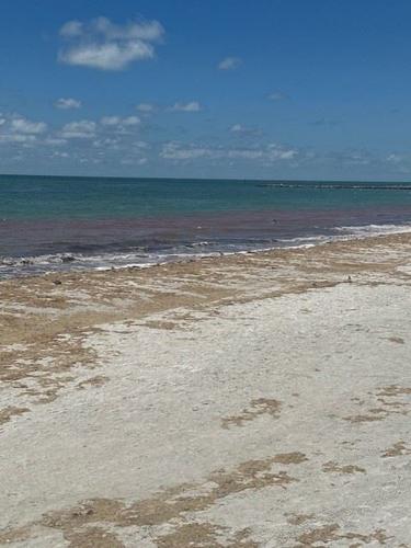 Headed to the beach? You may see a Trichodesmium bloom in the waters ...