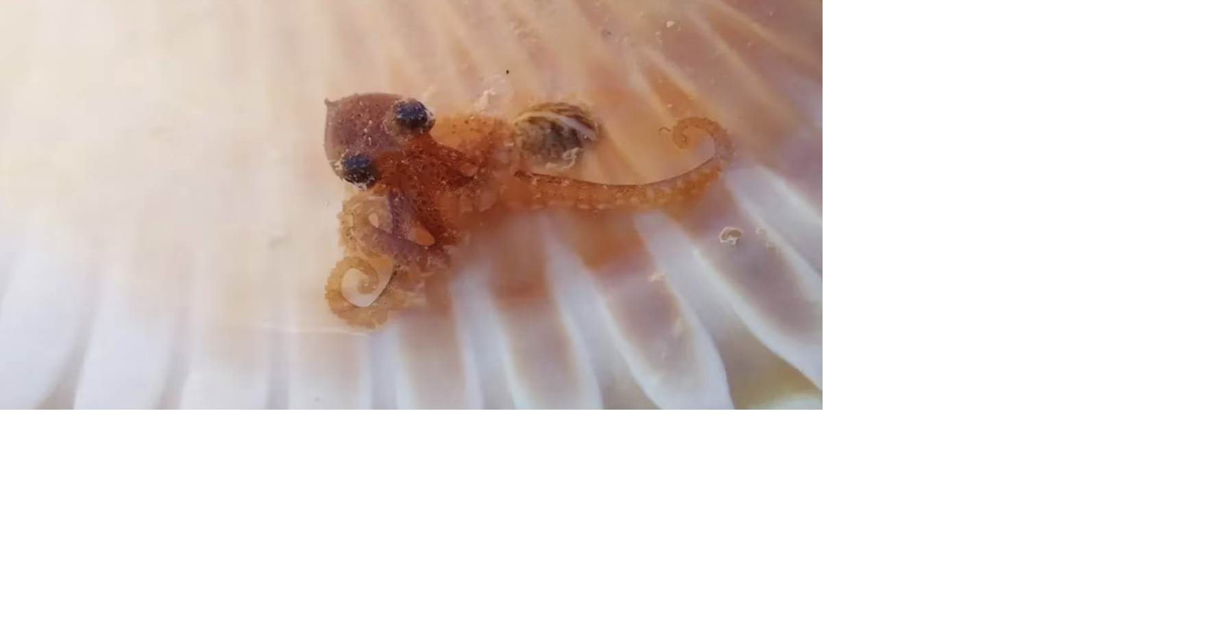 Tiny octopuses wash ashore on Pinellas County beach after weekend storms | Beaches | tbnweekly.com