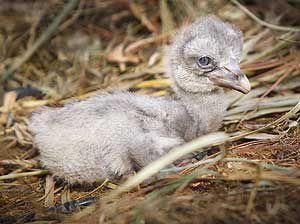 Shoebill stork chick hatches at zoo | Diversions | tbnweekly.com