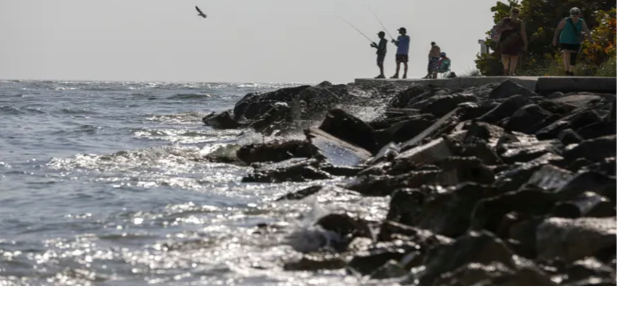 Red tide is back (again) in Pinellas County | Beaches | tbnweekly.com
