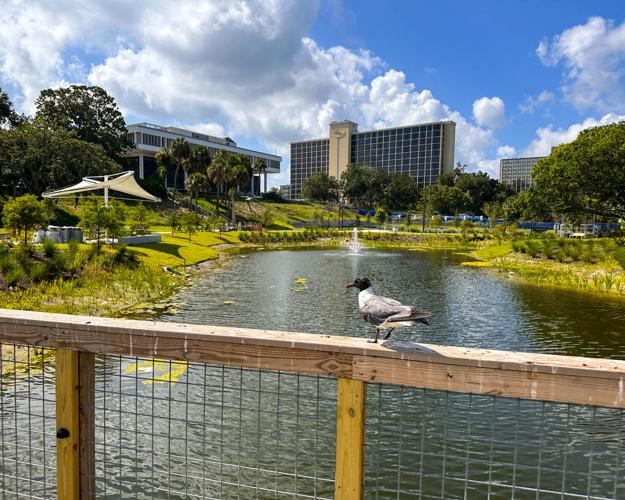 New Coachman Park and The Sound amphitheater open June 28 | Clearwater ...