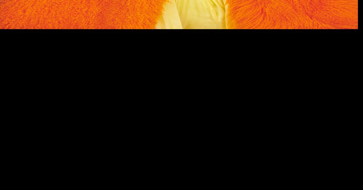 Cyndi Lauper to play Amalie Arena | Diversions | tbnweekly.com