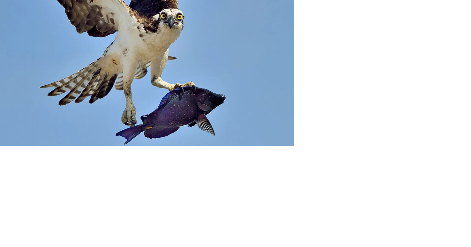 Letter: Another vote for the osprey | Opinion | tbnweekly.com