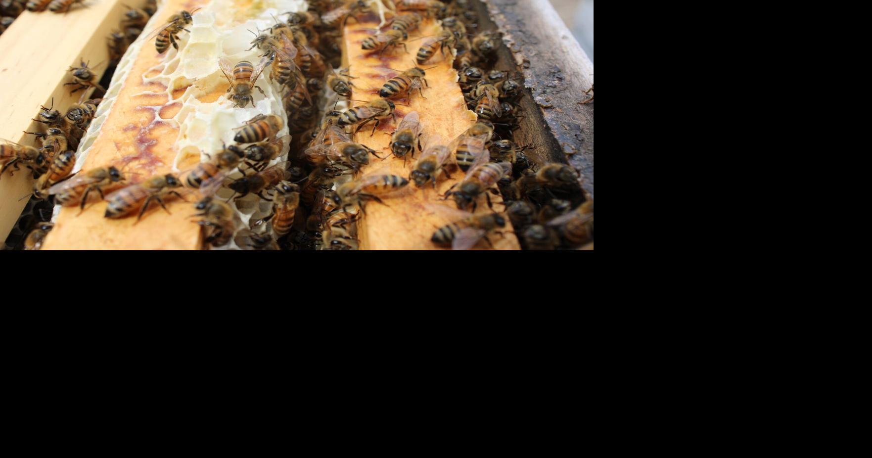 Seminole Bee Farms grows from hobby to community hub | Seminole ...