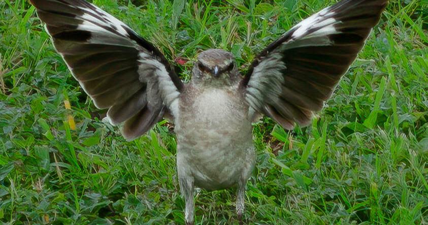 Mad mockingbird | Our Central Texas | tdtnews.com