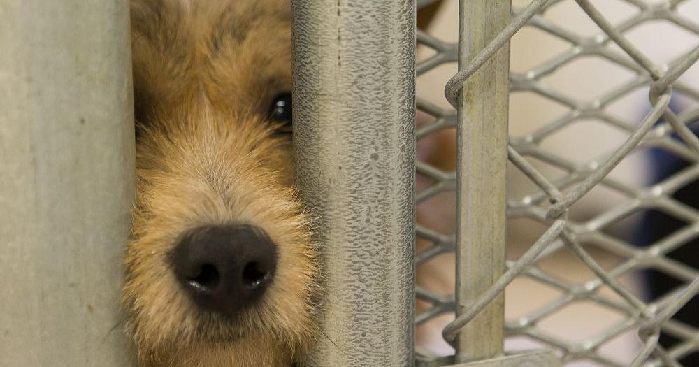 Bell County Animal Shelter | Multimedia | tdtnews.com