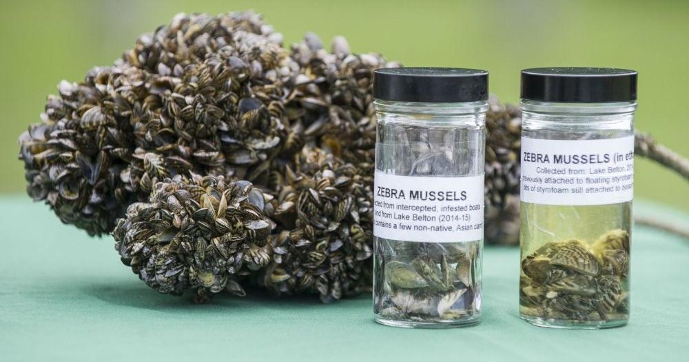 TPWD launches awareness of zebra mussels, other invasive species | News ...