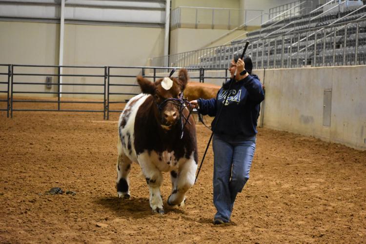 Cattle, turkeys round out shows ahead of sale at Bell County Youth Fair ...