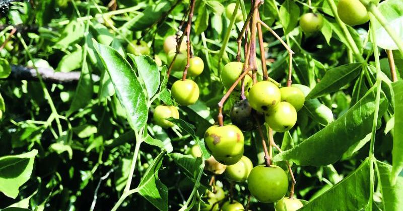 Great Gardening - Central Texas: Chinese tallow tree threatens native ...