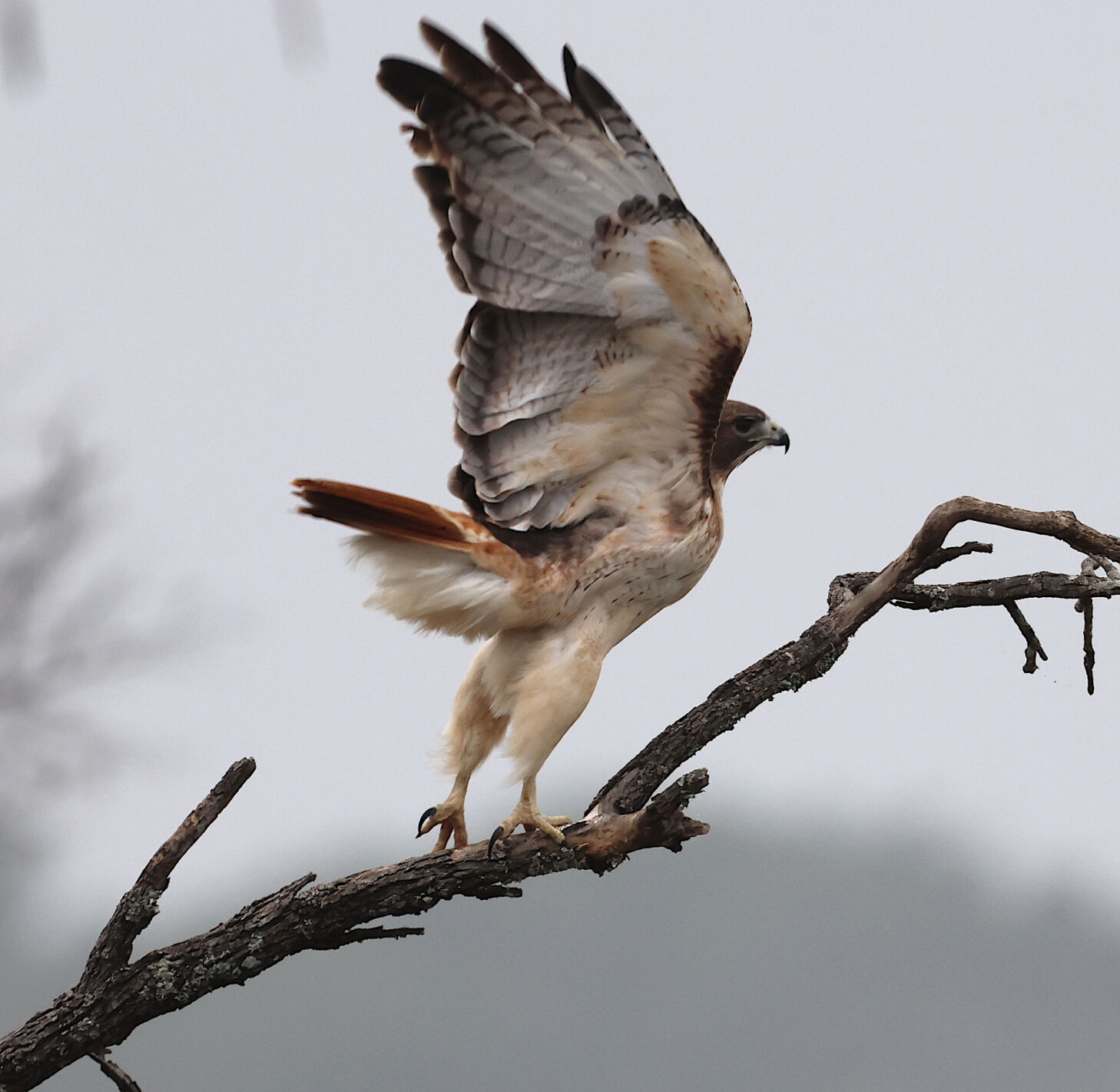 Red-tailed hawk | Our Central Texas | tdtnews.com