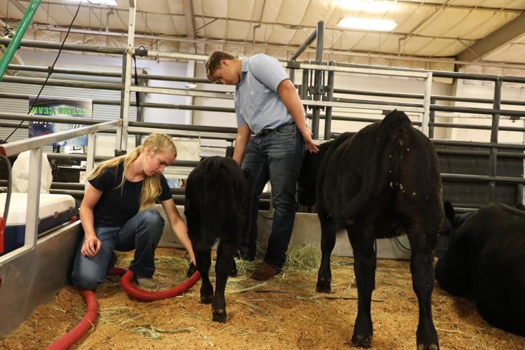 McKinney teen wins big at Texas Junior Angus Association show | News ...