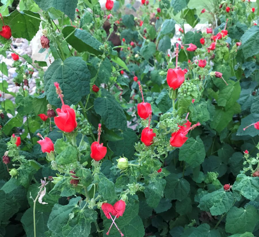 Colorful Turk’s Cap is good for attracting wildlife | Life | tdtnews.com