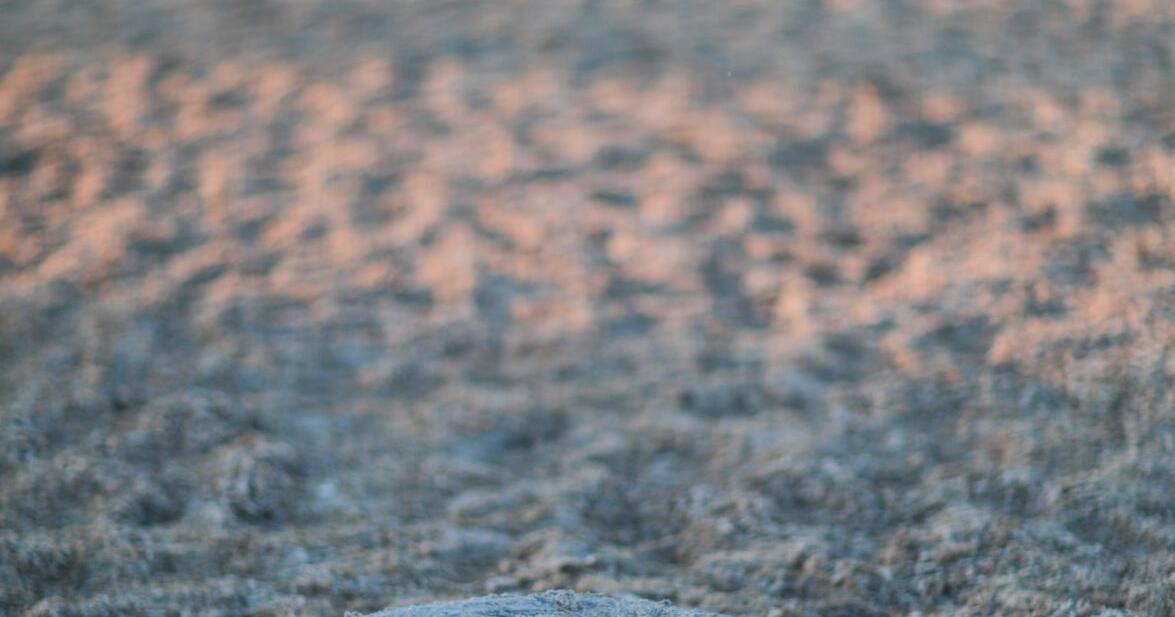 Stillhouse Hollow Lake level surpasses record low set in 2012 | News ...