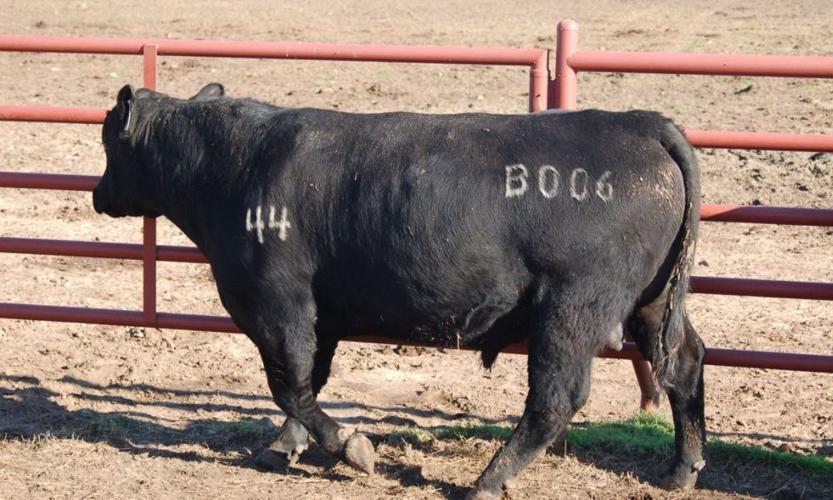 branded cattle