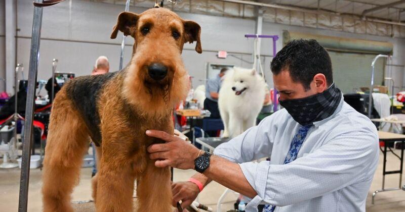 Weekend roundup: Area events include dog show, live music and more ...
