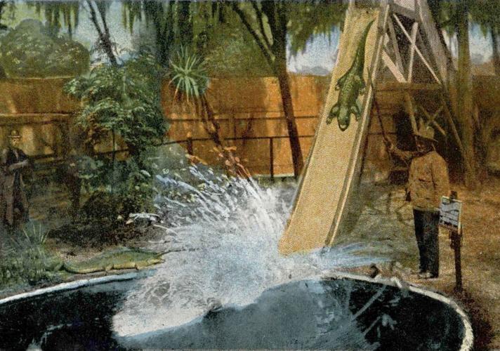 Later, gators: Native reptile hunted by settlers, inspired Bell town ...