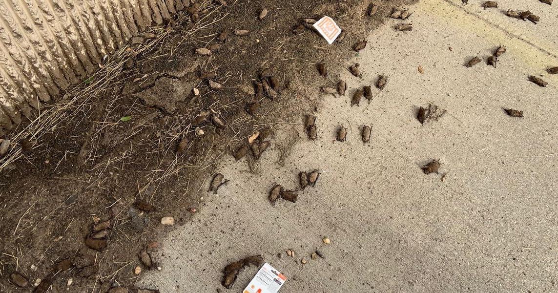 Cold kills bats; insect increase expected | News | tdtnews.com