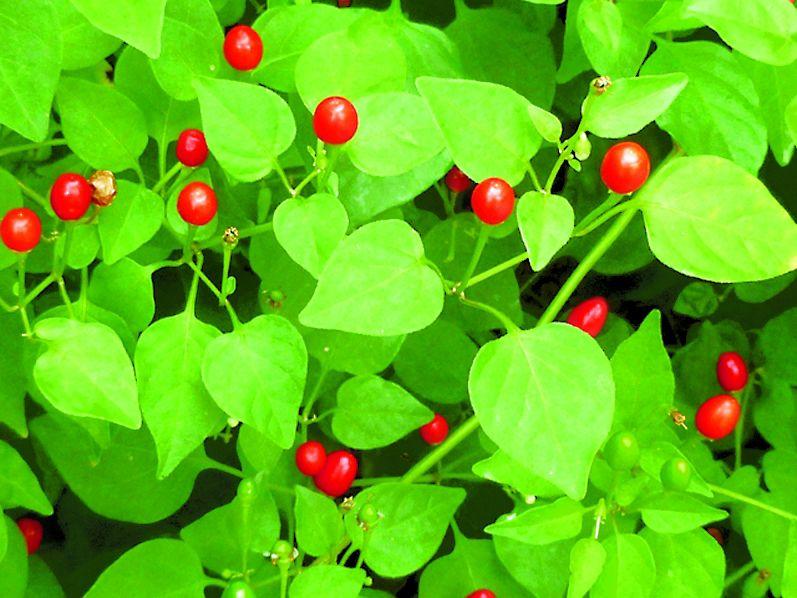 Great gardening: Chile pequin is a drought-friendly plant that birds ...