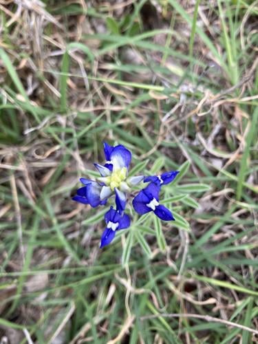 Lonely bluebonnet | Our Central Texas | tdtnews.com