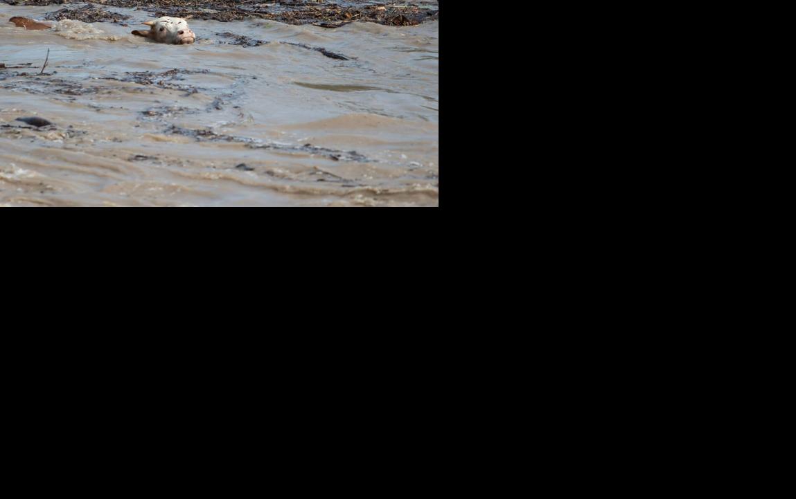 Cattle rescue fails at Stillhouse as flood water fills Central Texas ...