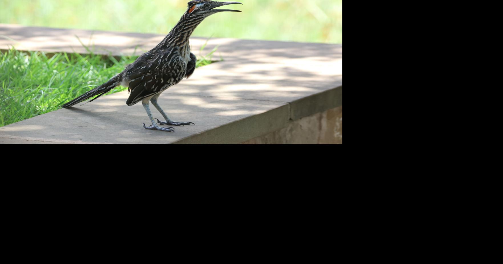 Roadrunner in Morgan's Point Resort | Our Central Texas | tdtnews.com