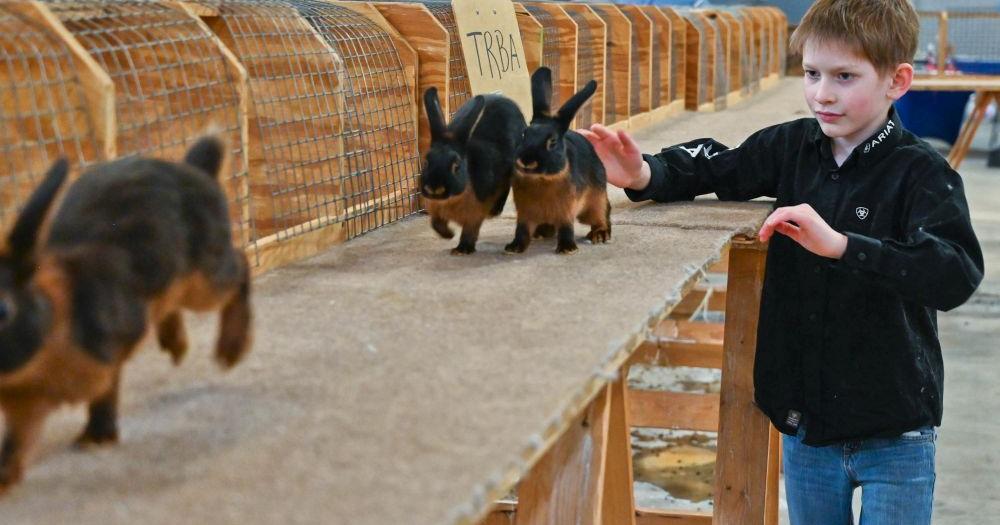 Run rabbits run | News | tdtnews.com