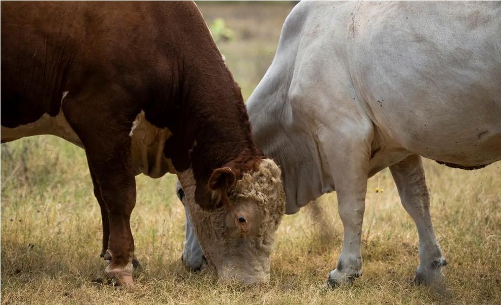 First U.S. suspected case of New World screwworm reported in South ...
