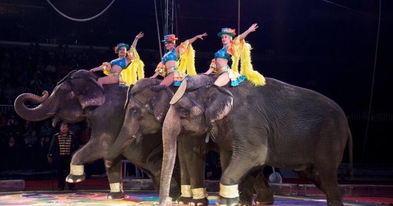Weekend roundup: Area events include circus, one-act play, live music ...