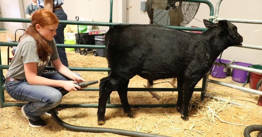 McKinney teen wins big at Texas Junior Angus Association show | News ...