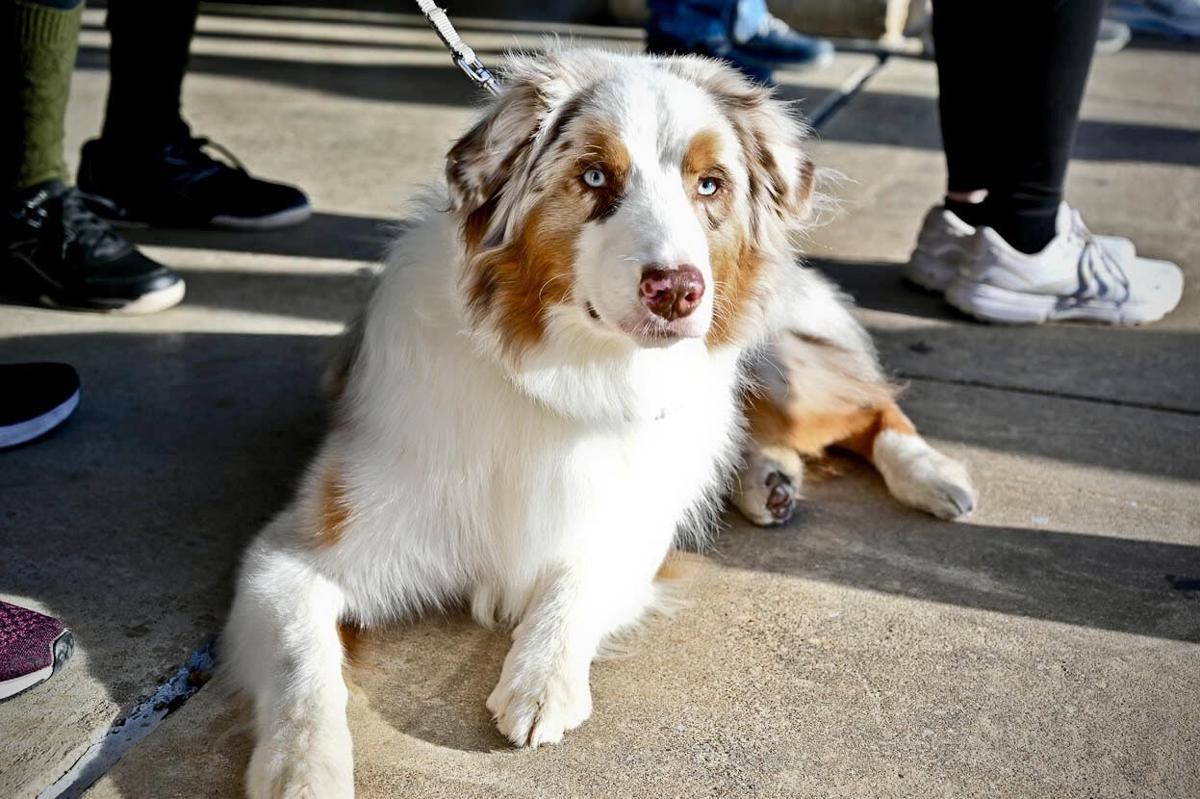 Taking the dog for Walk with a Doc | Multimedia | tdtnews.com