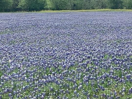 Sea of blue at Red Ranger | Our Central Texas | tdtnews.com