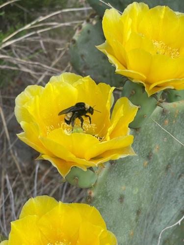 Bee on flower | Life | tdtnews.com