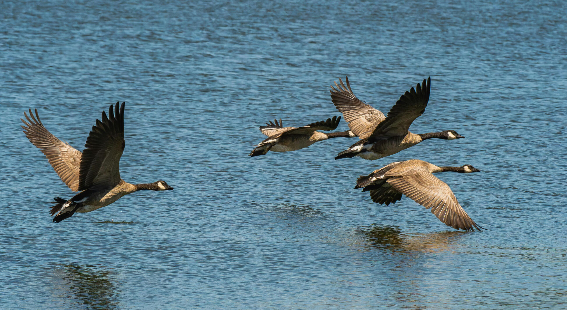 Wildlife health alert: Highly pathogenic avian influenza detected in ...