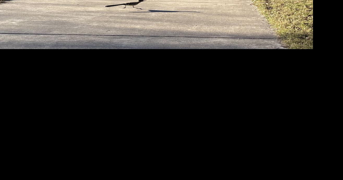 Trail runner | Multimedia | tdtnews.com