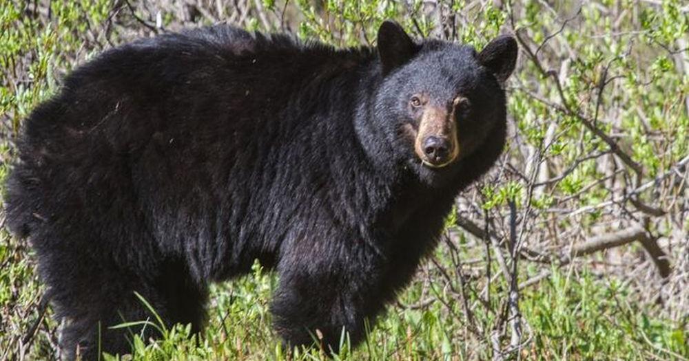 Coming home: Black bears are returning to the Texas Hill Country, other ...