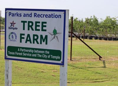 Tree-mendous toll: Temple Tree Farm suffers more damage but officials ...