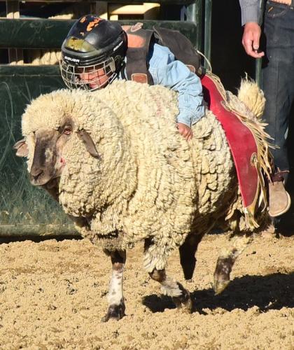 PHOTO GALLERY: Rough stock, rougher rodeo cowboys compete | Sports ...
